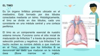 TIMO organo linfatico primario ubicado en el mediastino | PPTX