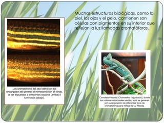 Colorantes biologicos | PPTX