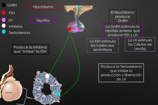 Exp. espermatogénesis!!! | PPTX