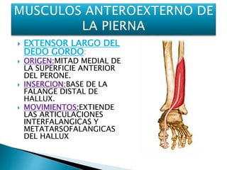 Exp musculos de mm ii | PPTX