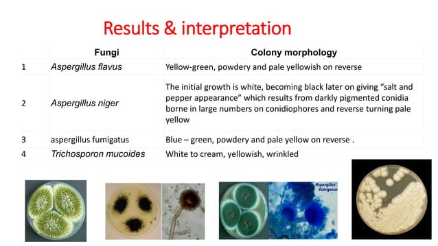Preparation of fungal culture media
