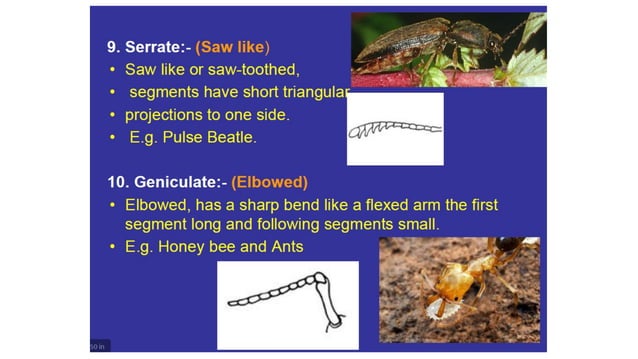 Exp 3 Biology of Insecta DSE bbbvhvhvhv.pptx