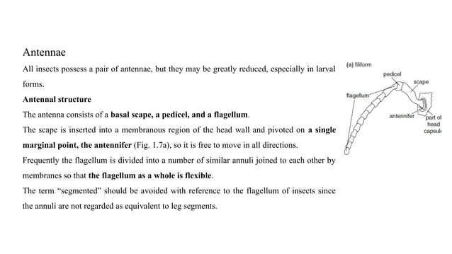 Exp 3 Biology of Insecta DSE bbbvhvhvhv.pptx