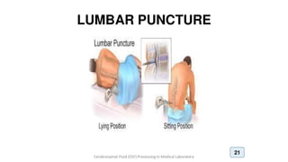 Lumbar Puncher | PPT