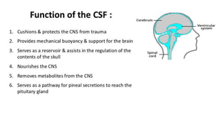 Lumbar Puncher | PPTX
