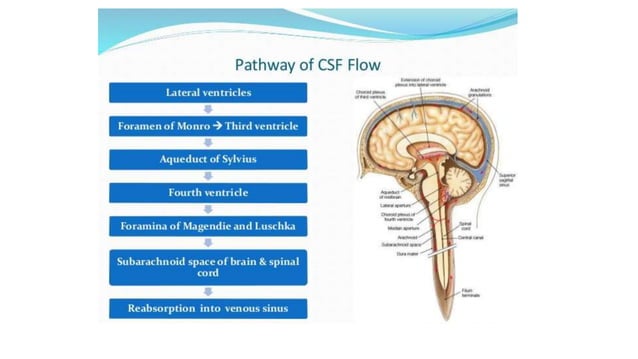Lumbar Puncher | PPTX