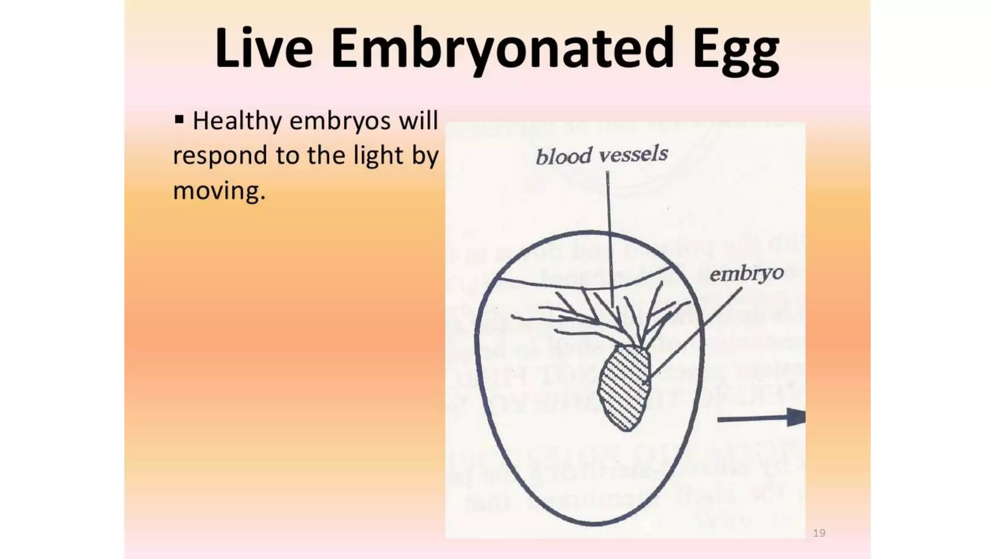 Demonstration of viral culture by embryonated egg culture | PPT