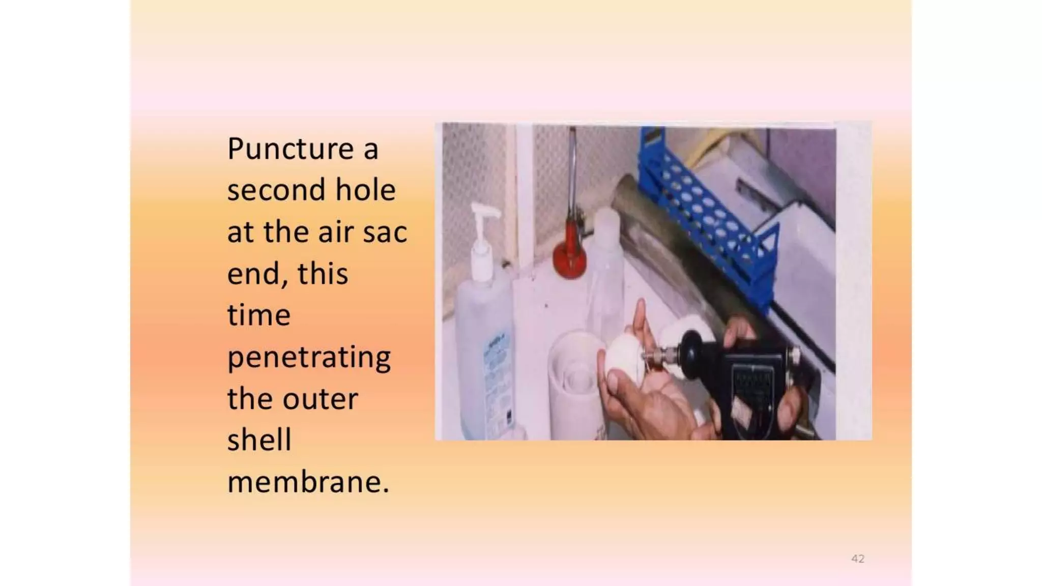 Demonstration of viral culture by embryonated egg culture | PPTX