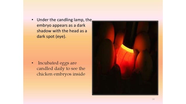 Demonstration of viral culture by embryonated egg culture | PPT