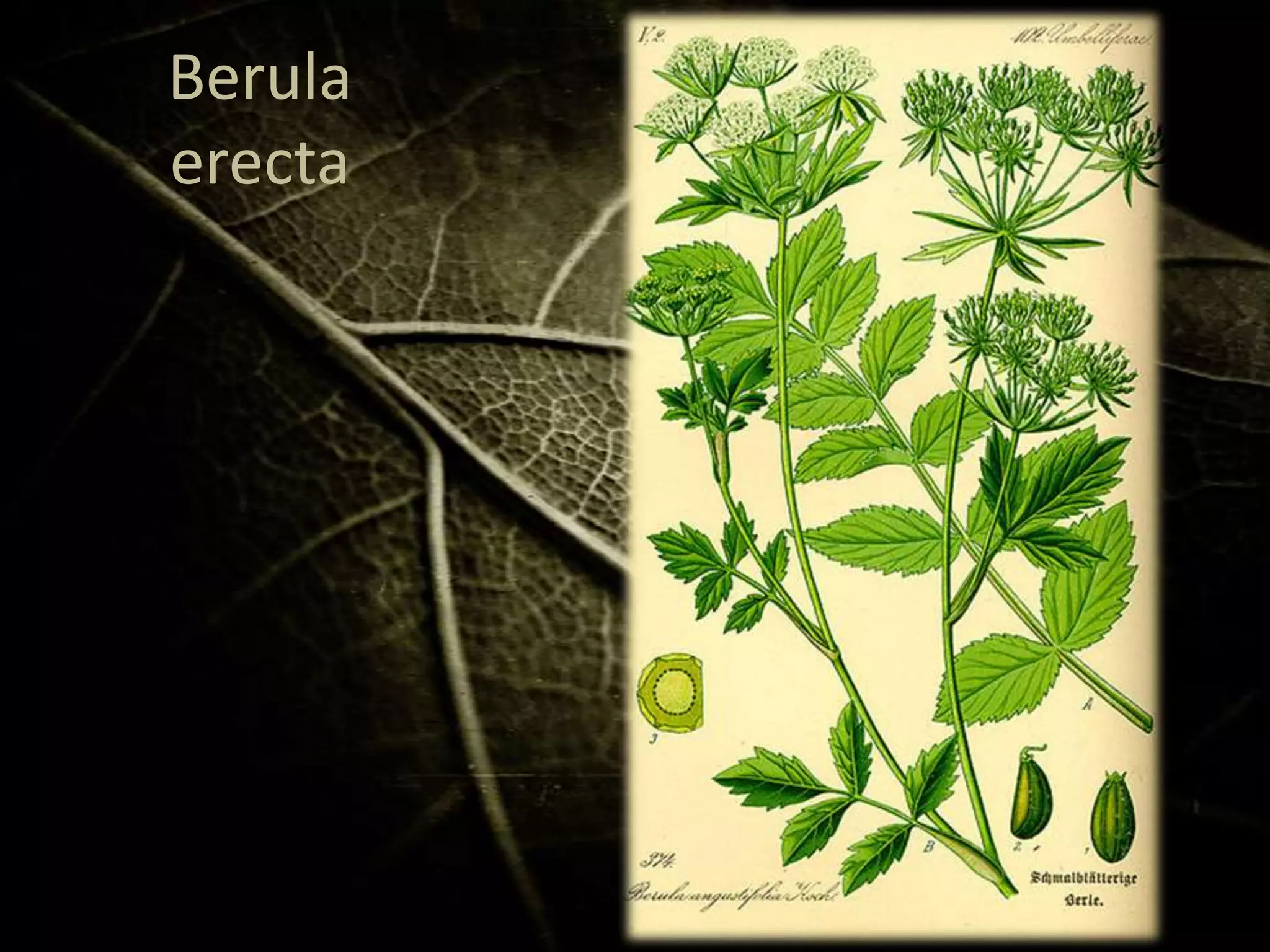 sistema de cronquist | PPT