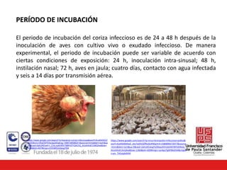 coriza infecciosa aviar | PPTX