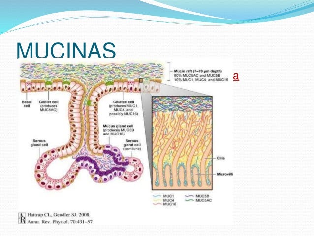 Estudio de Expectoracion