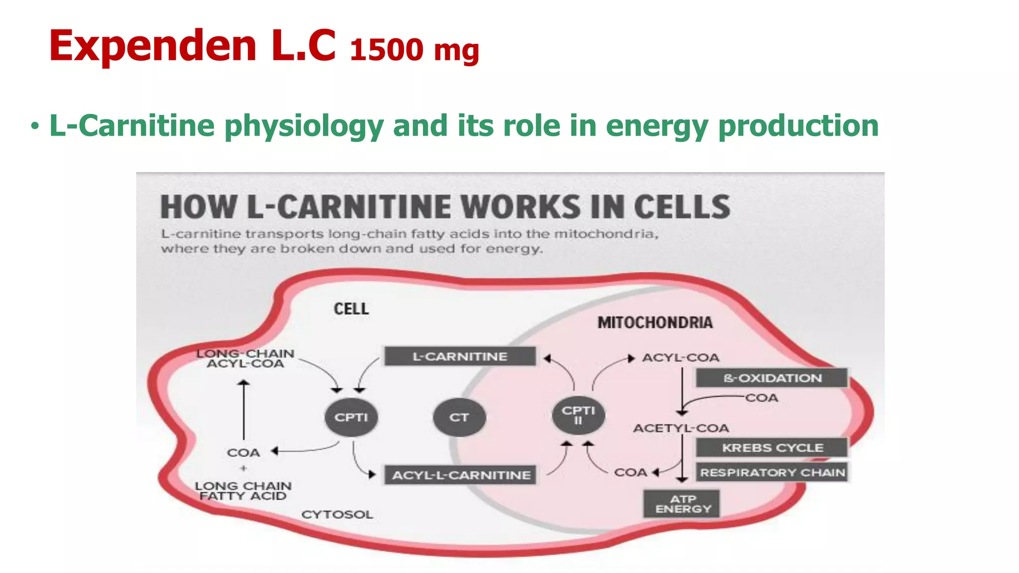 L-Carnitin Brochure | PDF