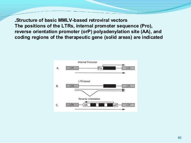 Mmlv Retroviral Vector | semashow.com