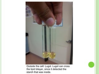 Experience at general biology i laboratory | PPT | Free Download