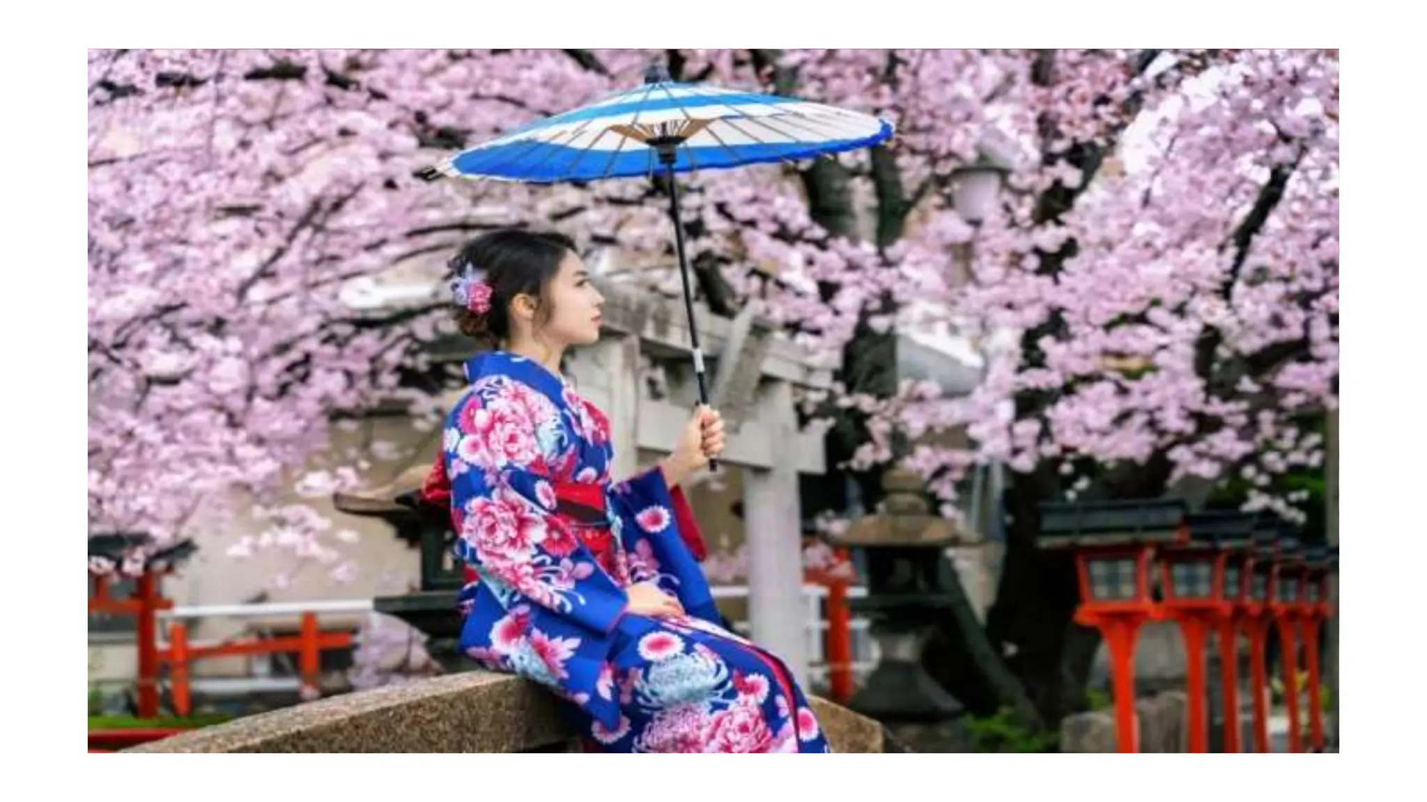 Experience the Magic of Cherry Blossom Festival Japan.pptx