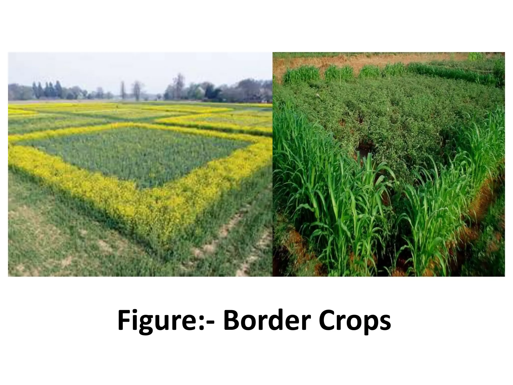 Experiential Learning Programme of Organic Production of Crops in ...