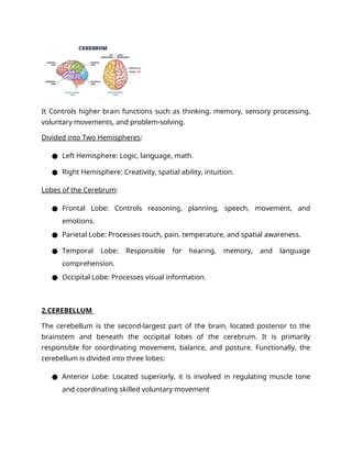 Gross examination of the brain and its different parts | PDF