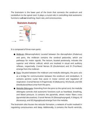 Gross examination of the brain and its different parts | DOCX