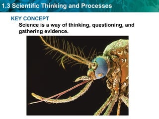 Experiment - Scientific Thinking and Processes | PPT