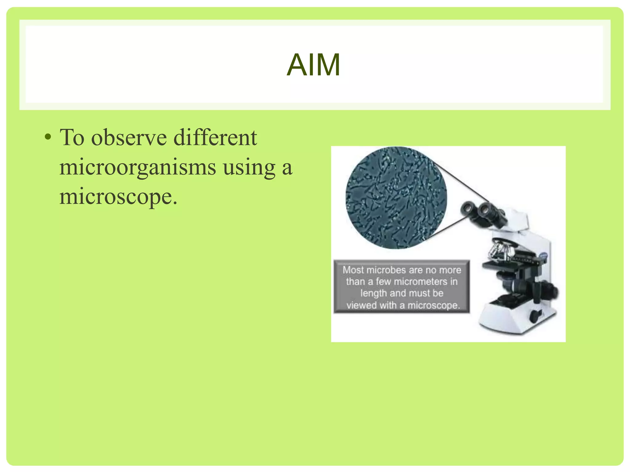 Experiment: Observing microorganisms | PPTX