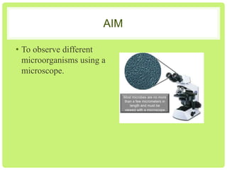 Experiment: Observing microorganisms | PPTX