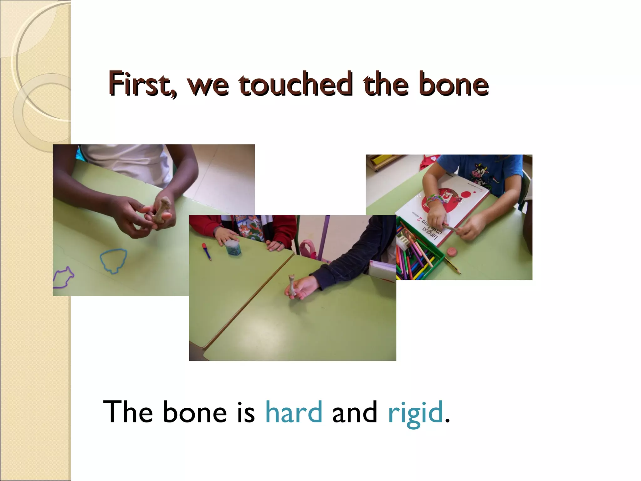 Bone experiment | PPT
