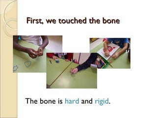 Bone experiment | PPT