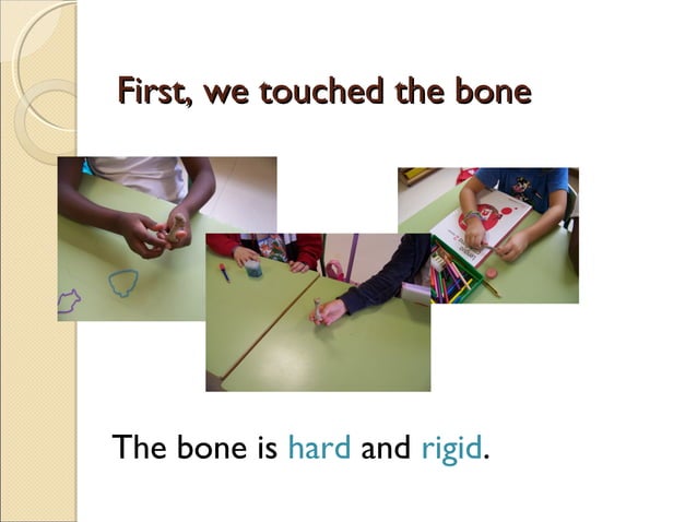 Bone experiment | PPT