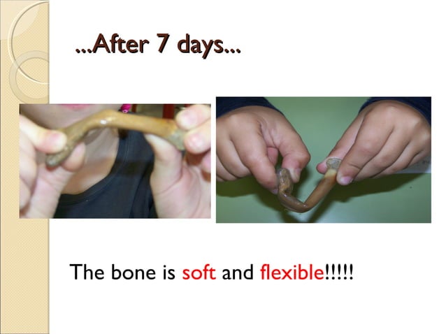 Bone experiment | PPT