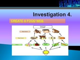 Experiment 4. Create your food web. | PPTX
