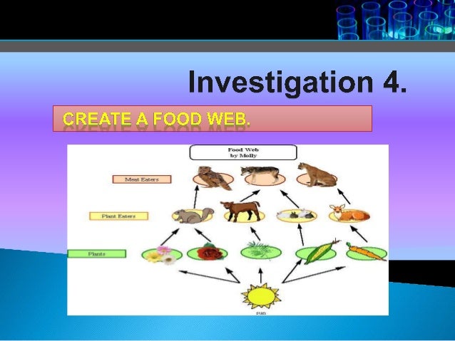Experiment 4. Create your food web.