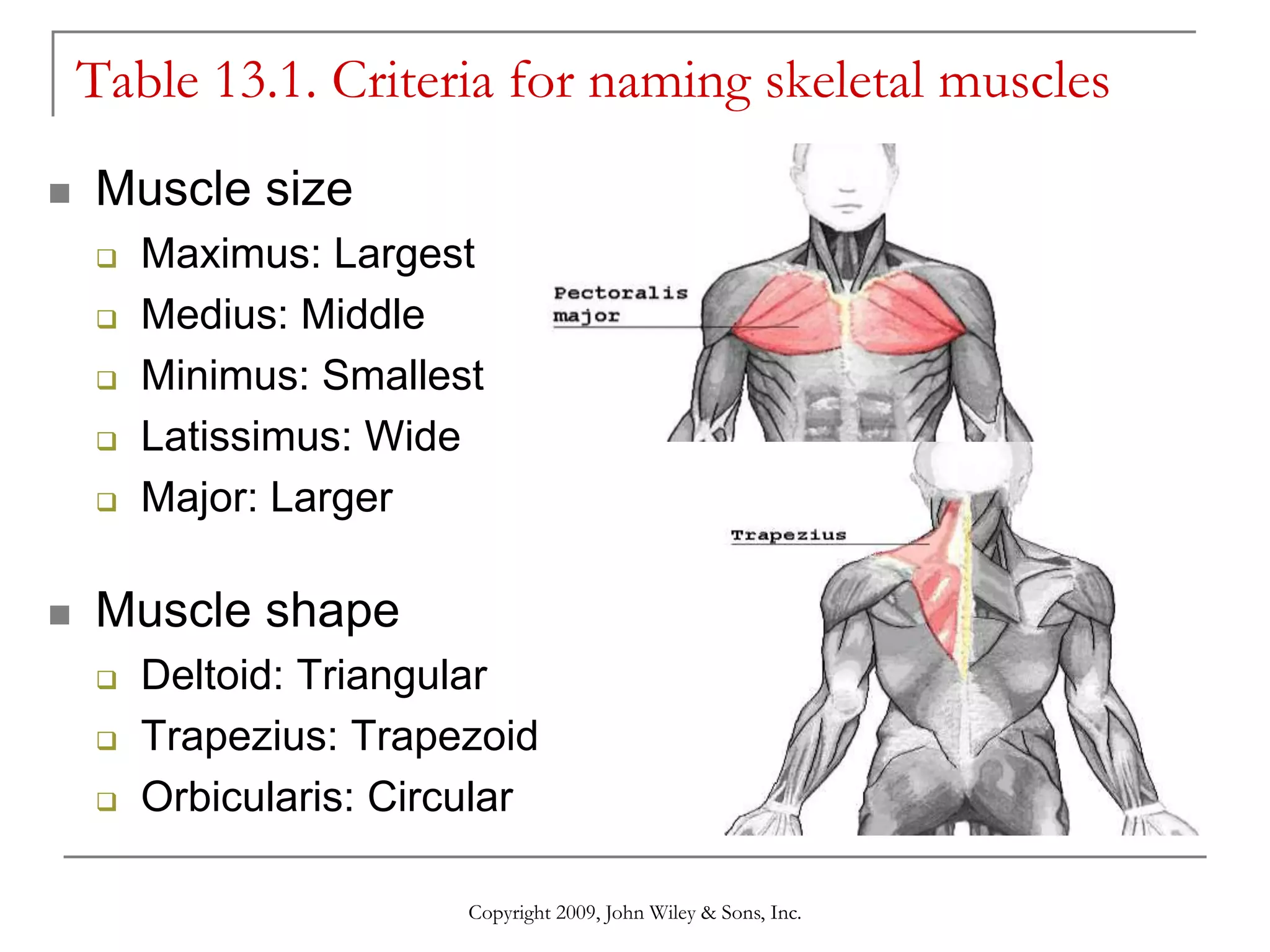 Skeletal muscles ppt.pptx
