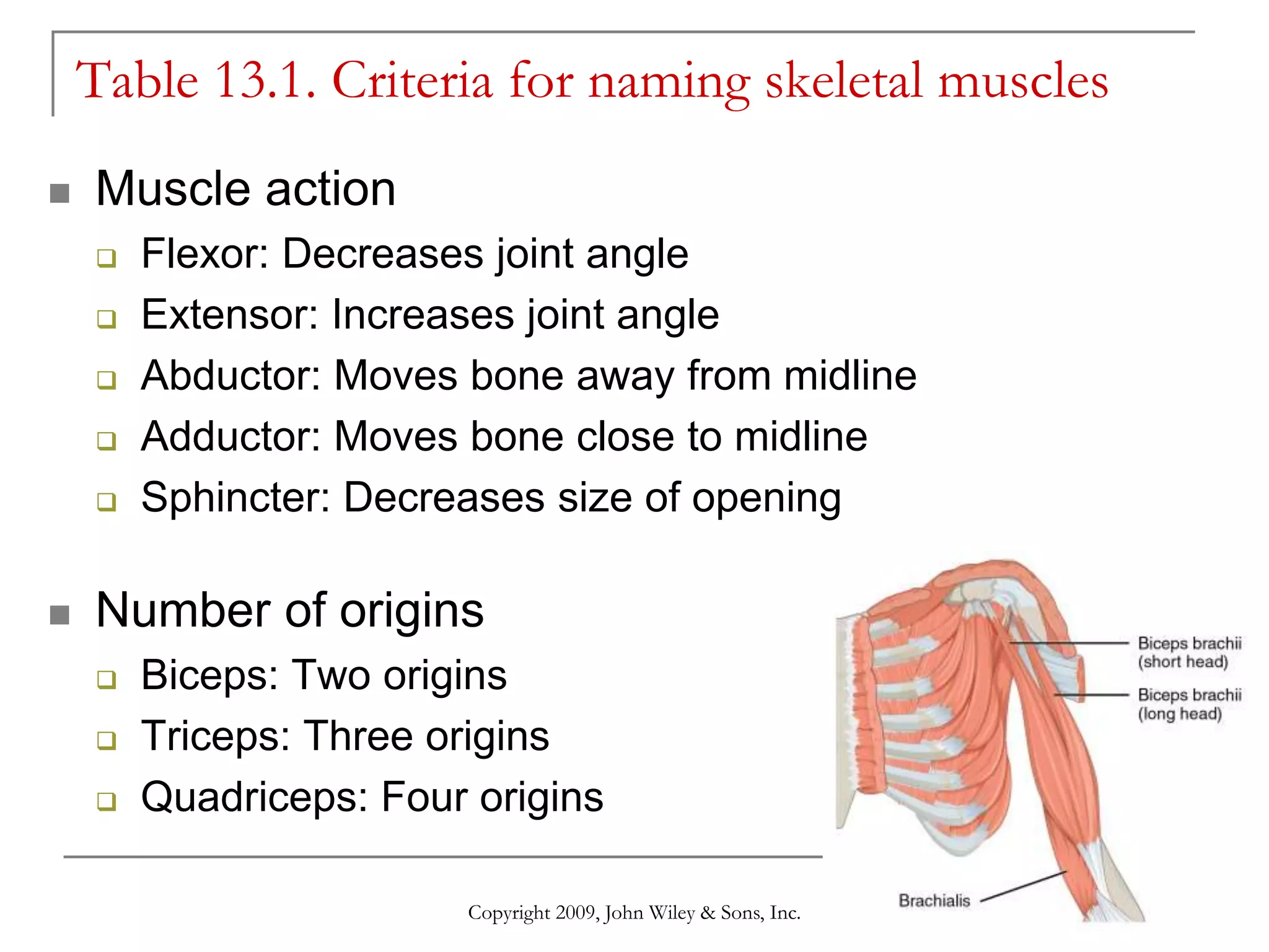 Skeletal muscles ppt.pptx