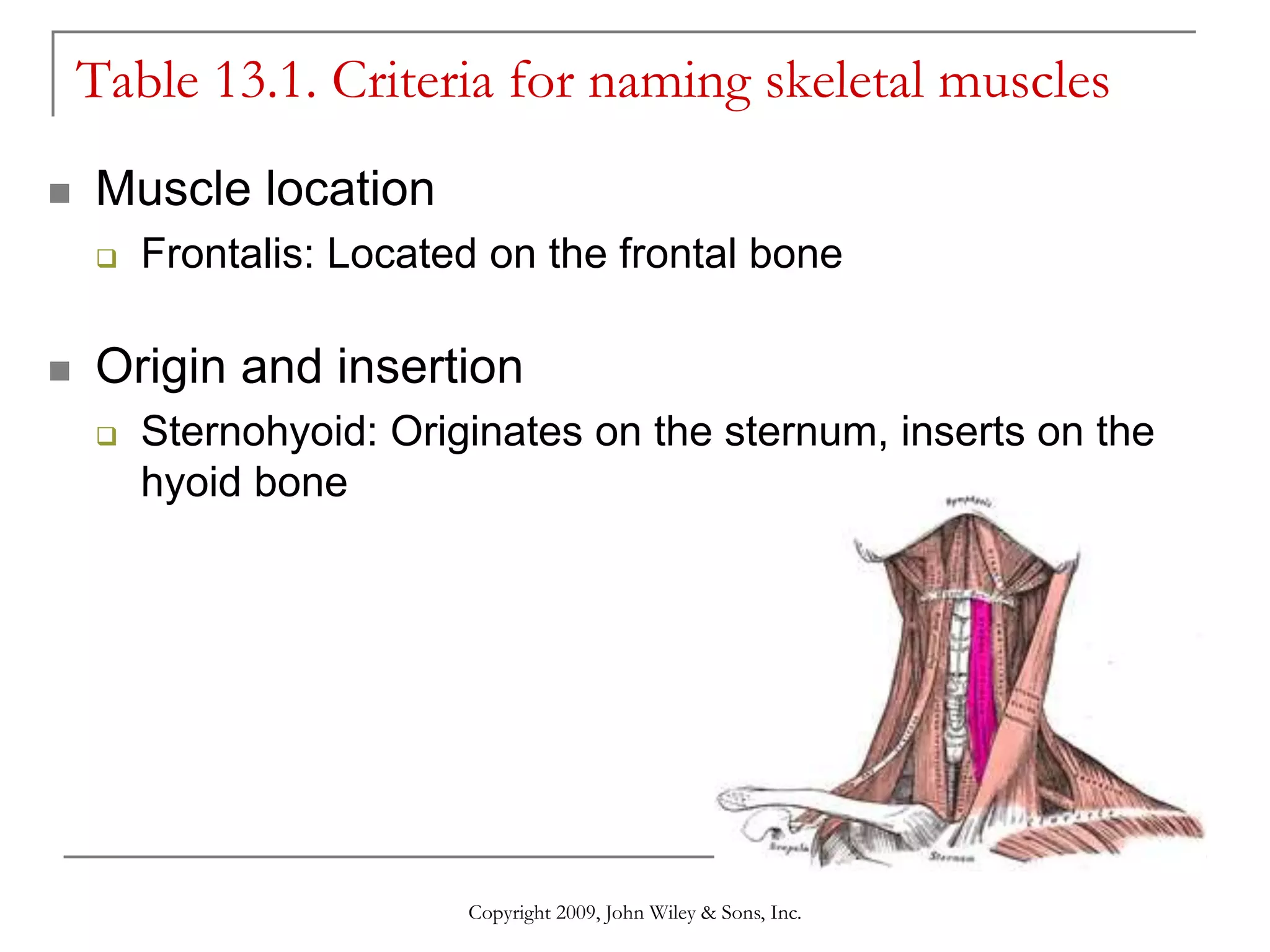 Skeletal muscles ppt.pptx