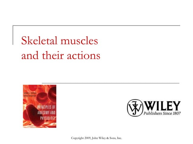 Skeletal muscles ppt.pptx