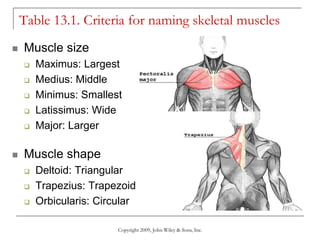 Skeletal muscles ppt.pptx
