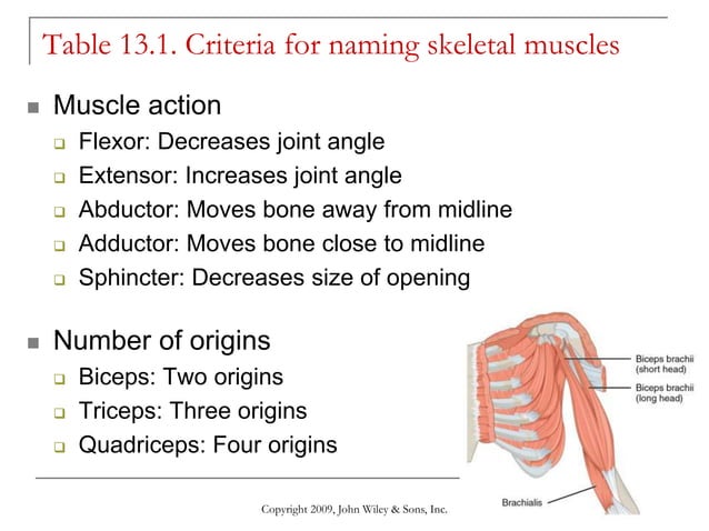 Skeletal muscles ppt.pptx