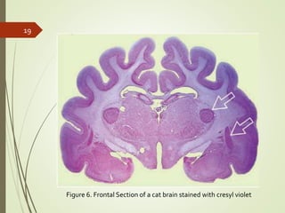 Experimental Ablation | PPTX