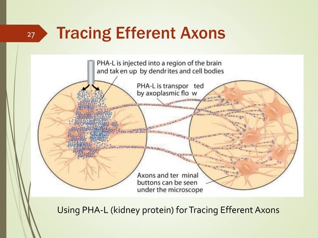 Experimental Ablation | PPTX