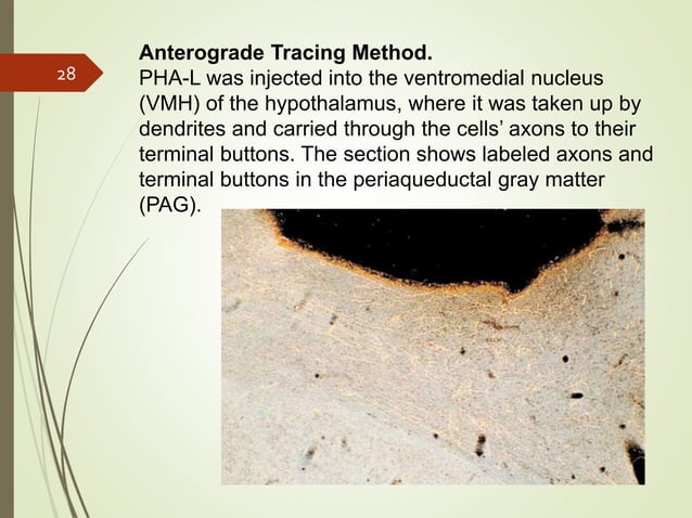 Experimental Ablation | PPTX