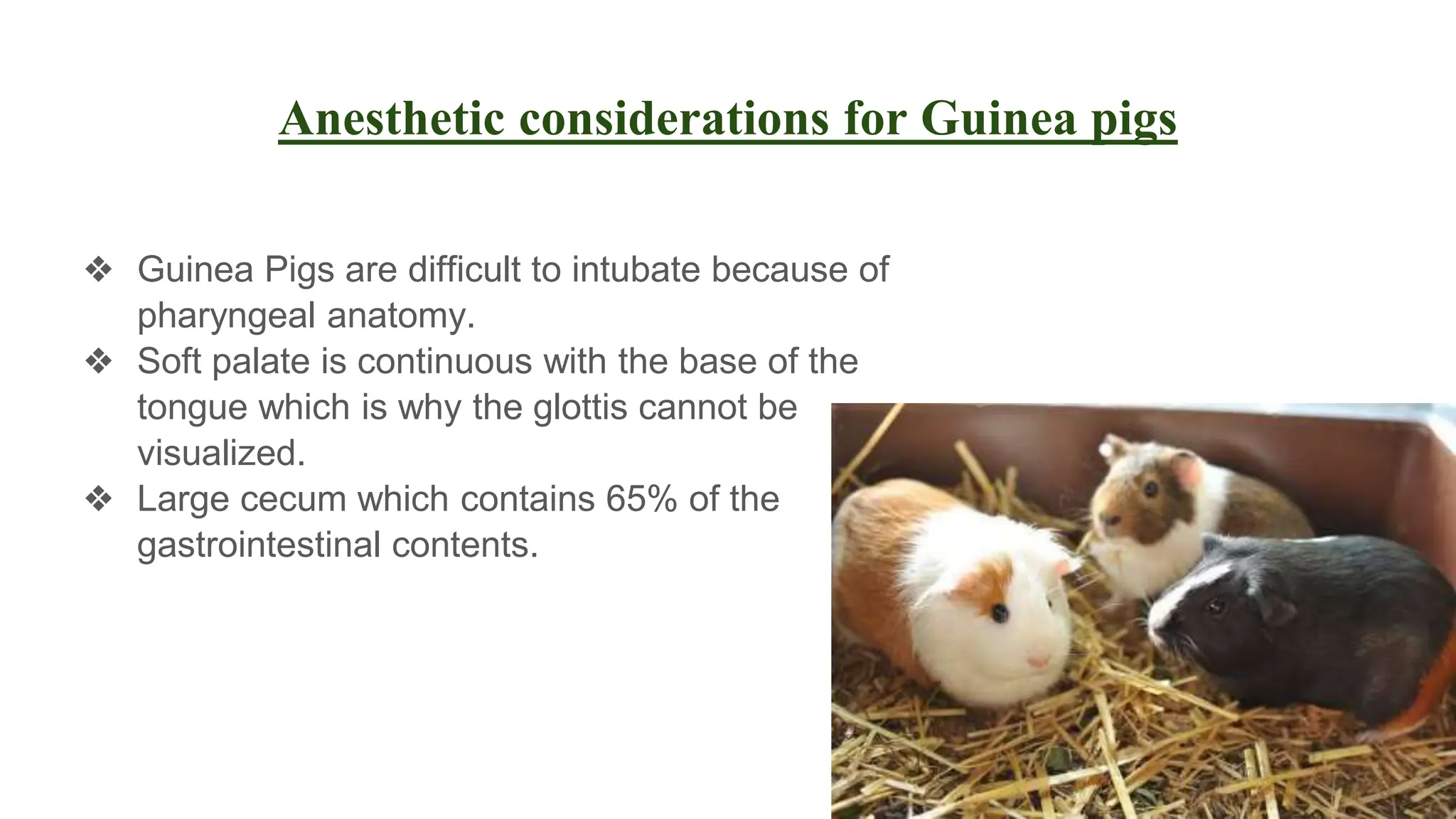 Experimental animal Guinea pigs.pptx