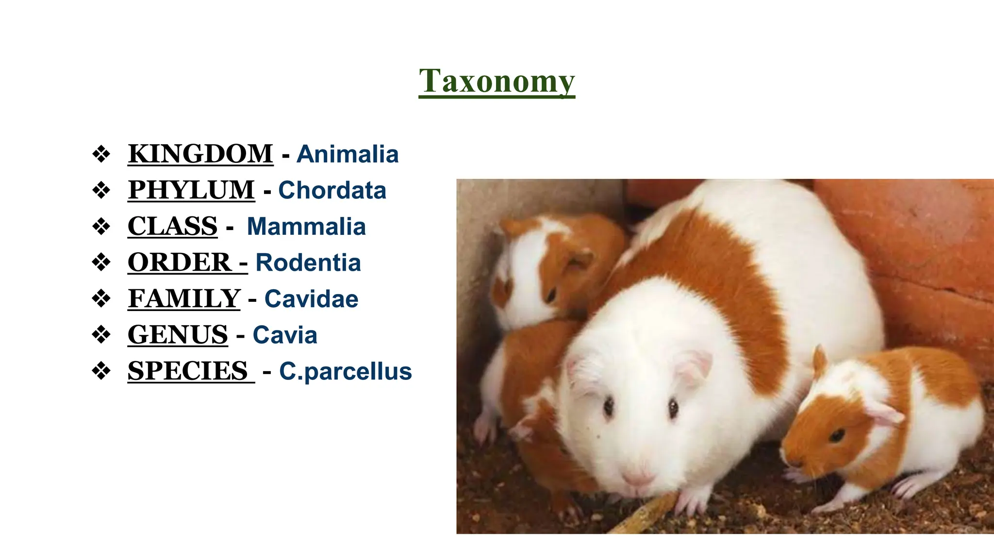 Experimental animal Guinea pigs.pptx