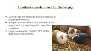 Experimental animal Guinea pigs.pptx