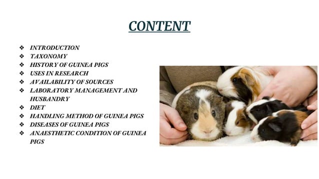 Experimental animal Guinea pigs.pptx | Pets