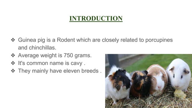 Experimental animal Guinea pigs.pptx | Pets