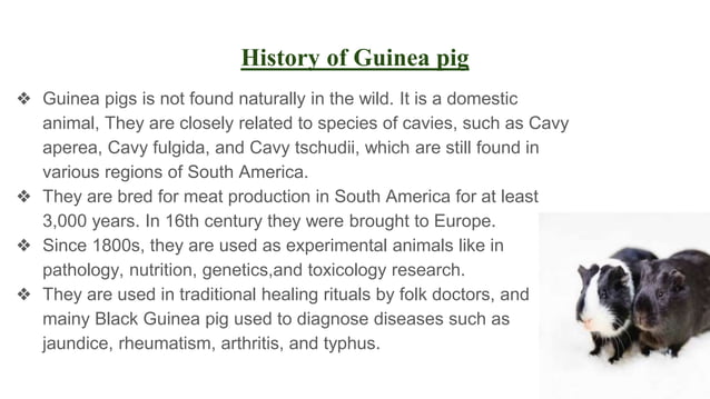 Experimental animal Guinea pigs.pptx | Pets