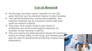 Experimental animal Guinea pigs.pptx