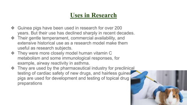 Experimental animal Guinea pigs.pptx | Pets