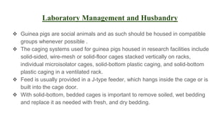 Experimental animal Guinea pigs.pptx
